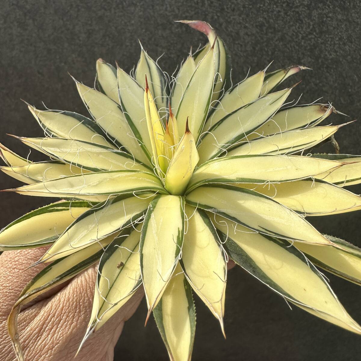 Yahoo!オークション - D46 アガベ姫乱れ雪 中斑 選抜株