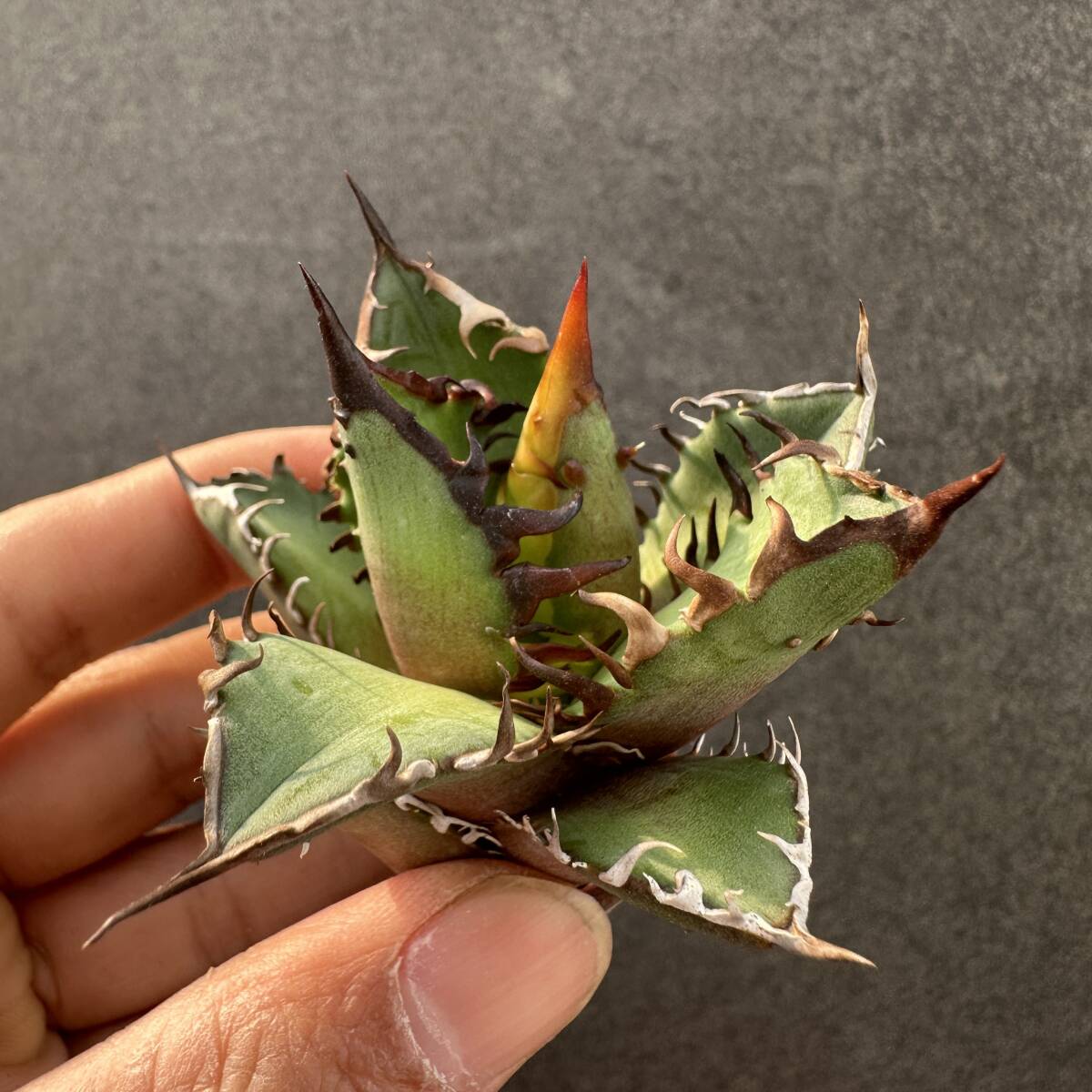 Yahoo!オークション - g47 多肉植物 アガベ チタノタ レッドキャットウ...