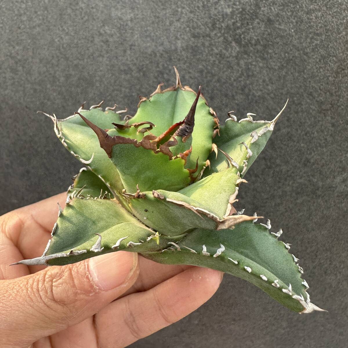 Yahoo!オークション - g48 特選 アガベ 多肉植物 チタノタ 麒麟 超強棘...