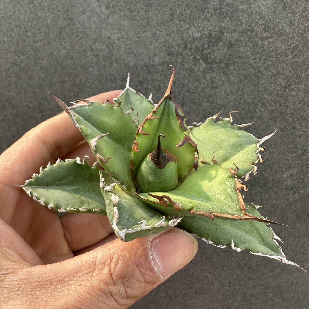 Yahoo!オークション - g48 特選 アガベ 多肉植物 チタノタ 麒麟 超強棘...