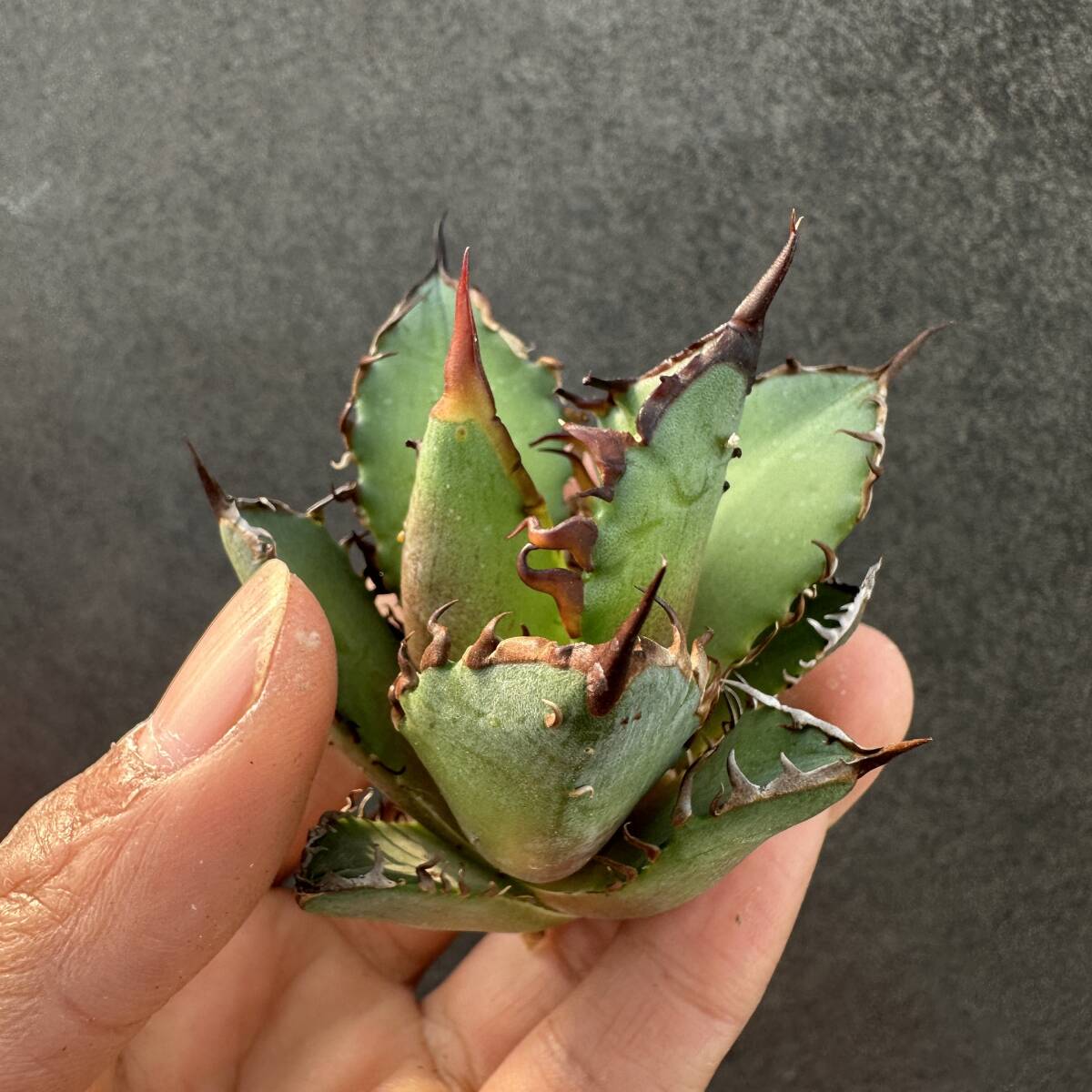 Yahoo!オークション - G58 多肉植物 アガベ チタノタ レッドキャットウ...