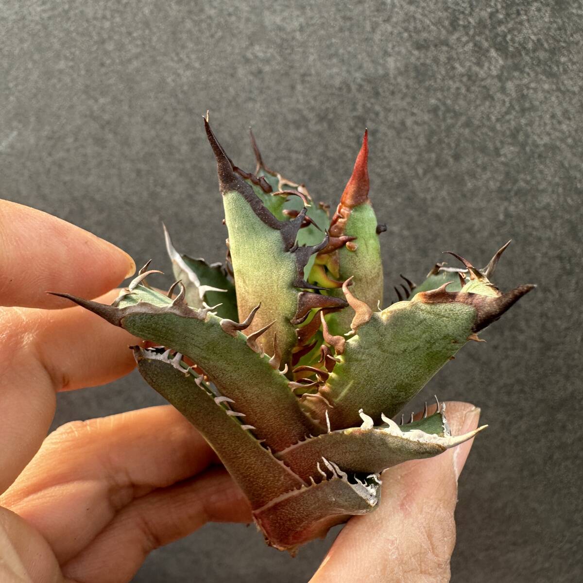 Yahoo!オークション - G58 多肉植物 アガベ チタノタ レッドキャットウ...