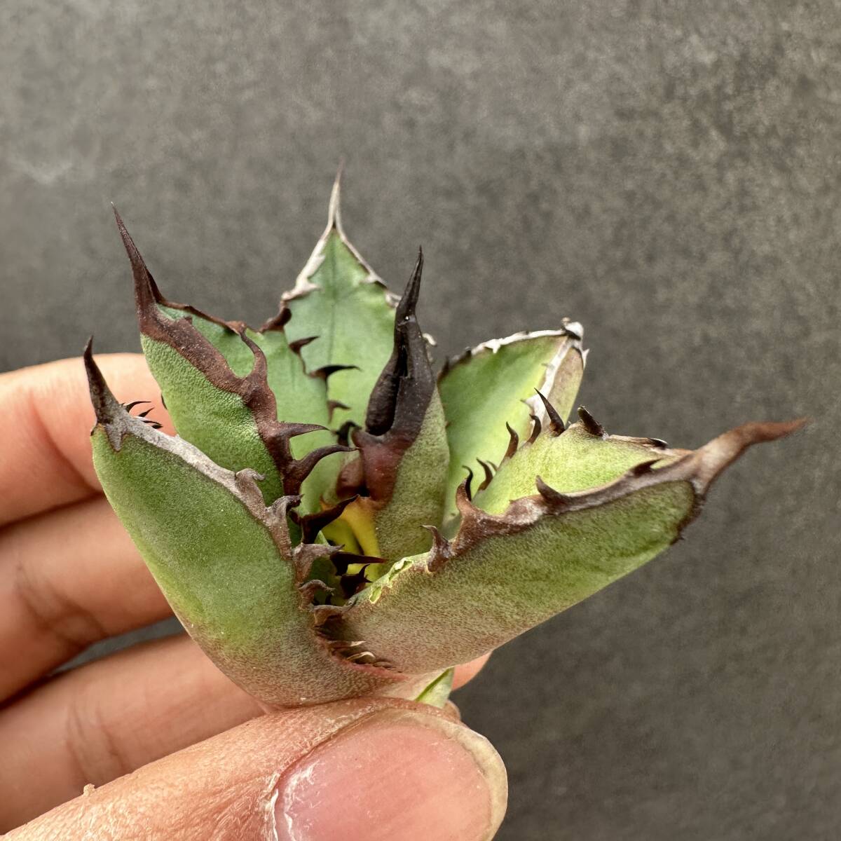 Yahoo!オークション - H44 アガベ チタノタ 亞瑟王 キングアーサー KIN...