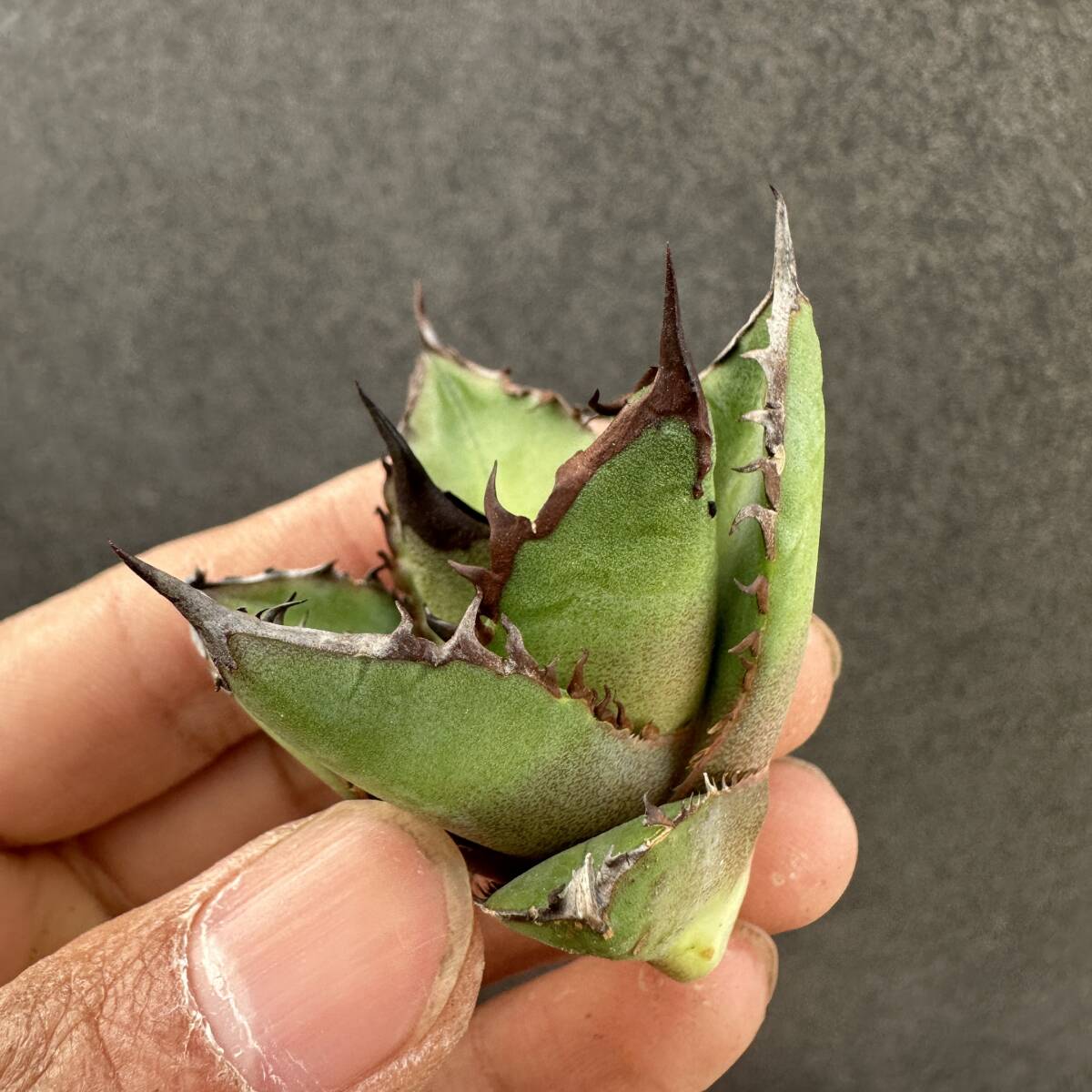 Yahoo!オークション - H44 アガベ チタノタ 亞瑟王 キングアーサー KIN...