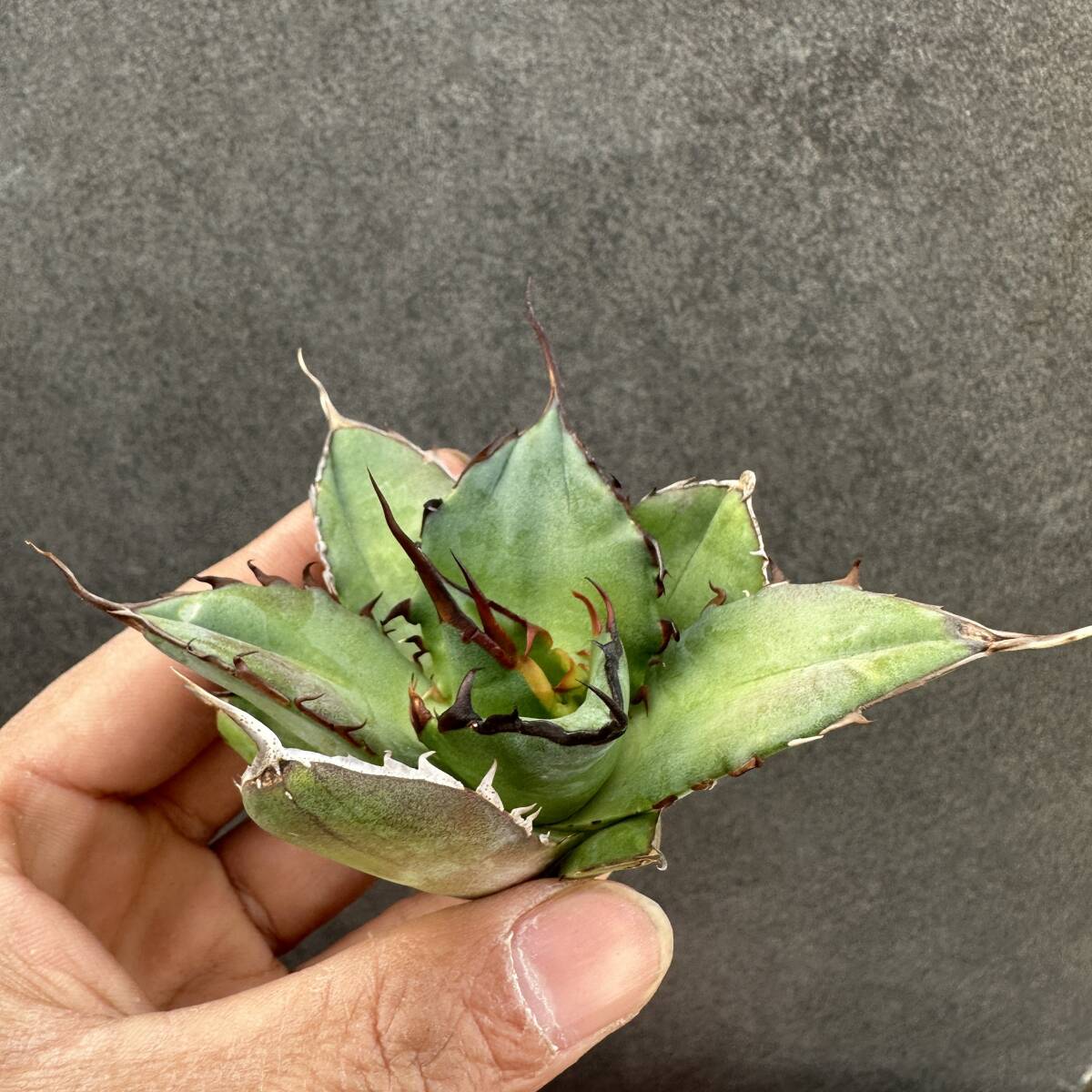 Yahoo!オークション - H47 多肉植物 アガベ チタノタ ハデス 恐竜牙歯 ...