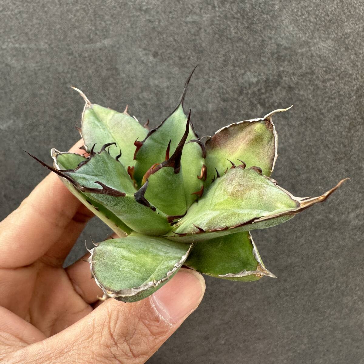 Yahoo!オークション - H47 多肉植物 アガベ チタノタ ハデス 恐竜牙歯 ...