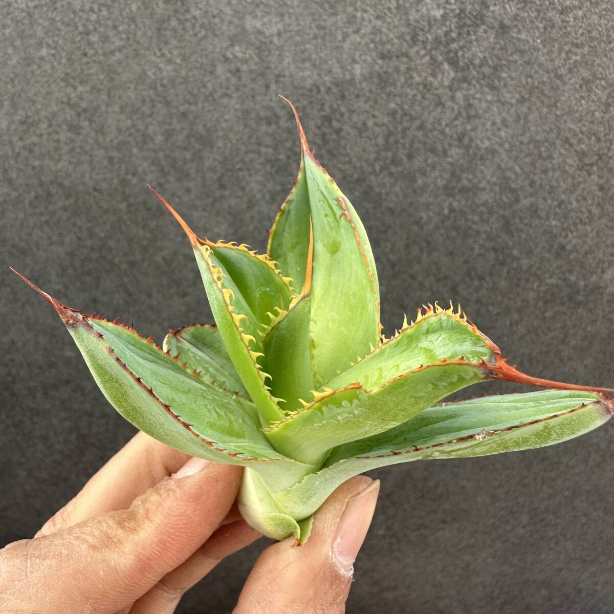 Yahoo!オークション - H49 特選 アガベ 多肉植物 チタノタ X ボビコル...