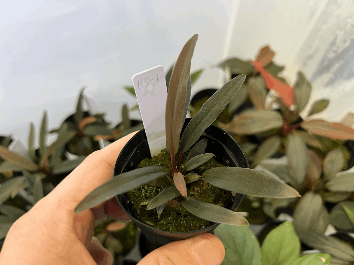 Yahoo!オークション - Homalomena Rec115-01 K0320-f2