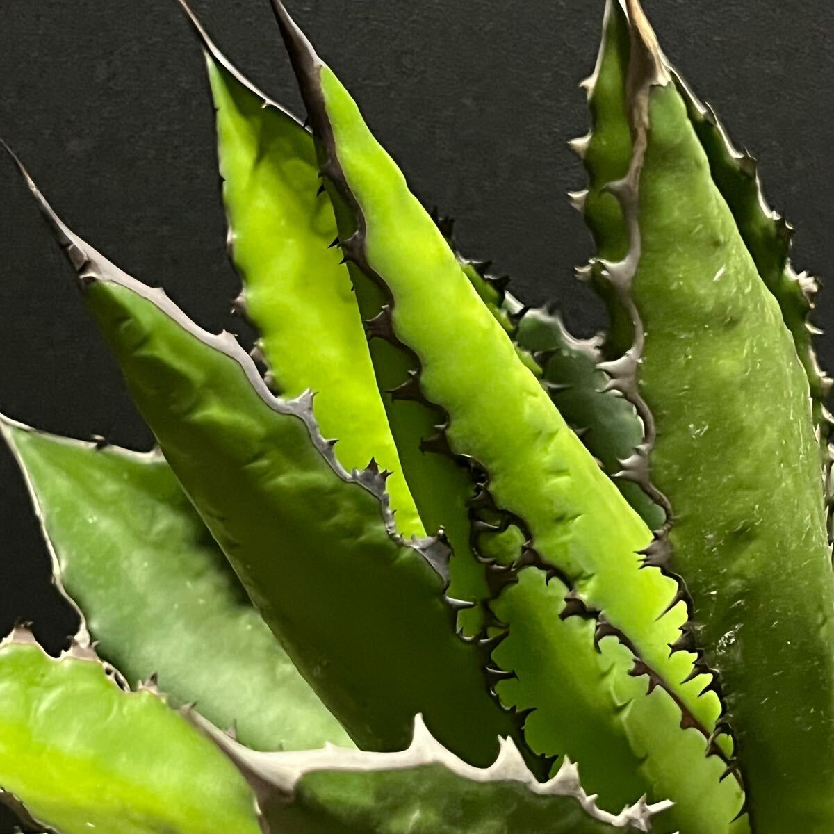 Yahoo!オークション - hp 48 アガベ ホリダ 連刺 希少 osp育成株 w約23...