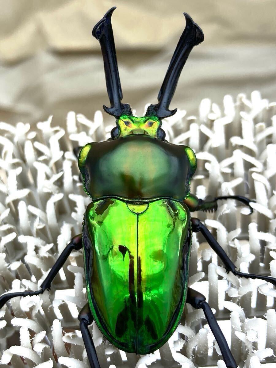 Yahoo!オークション - 718 y グリーン×紫紺 CBF1 幼虫6頭 ニジイロク...