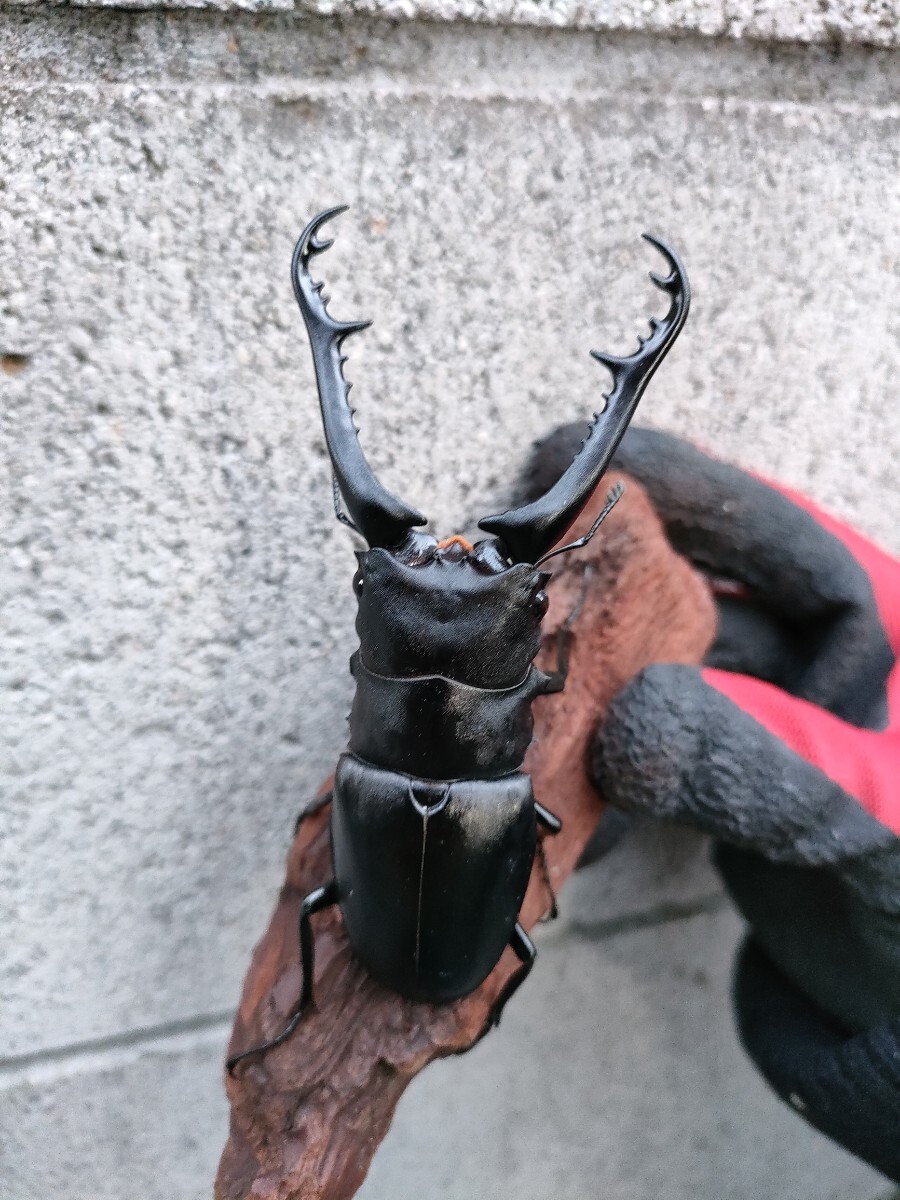 Yahoo!オークション - ギラファノコギリクワガタ♂単品96mmケイスケフ...