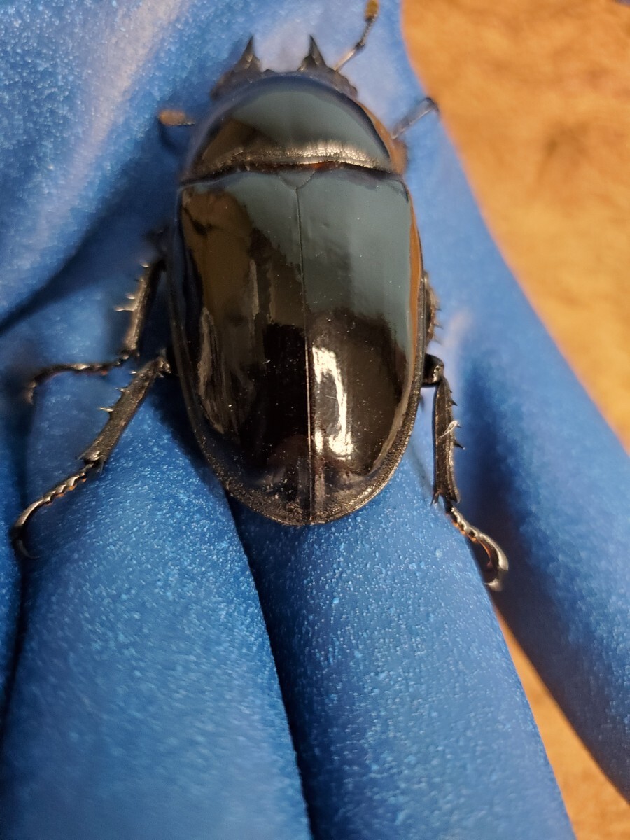 Yahoo!オークション - 即ブリード可能 M.タランドゥス CBF1 ♀単品① タ...