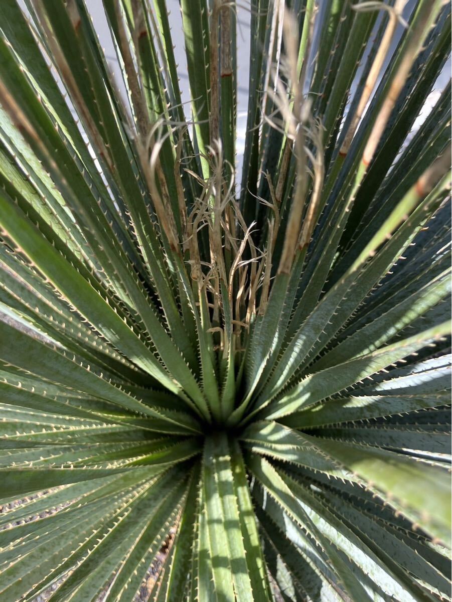 Yahoo!オークション - Yucca ダシリリオン