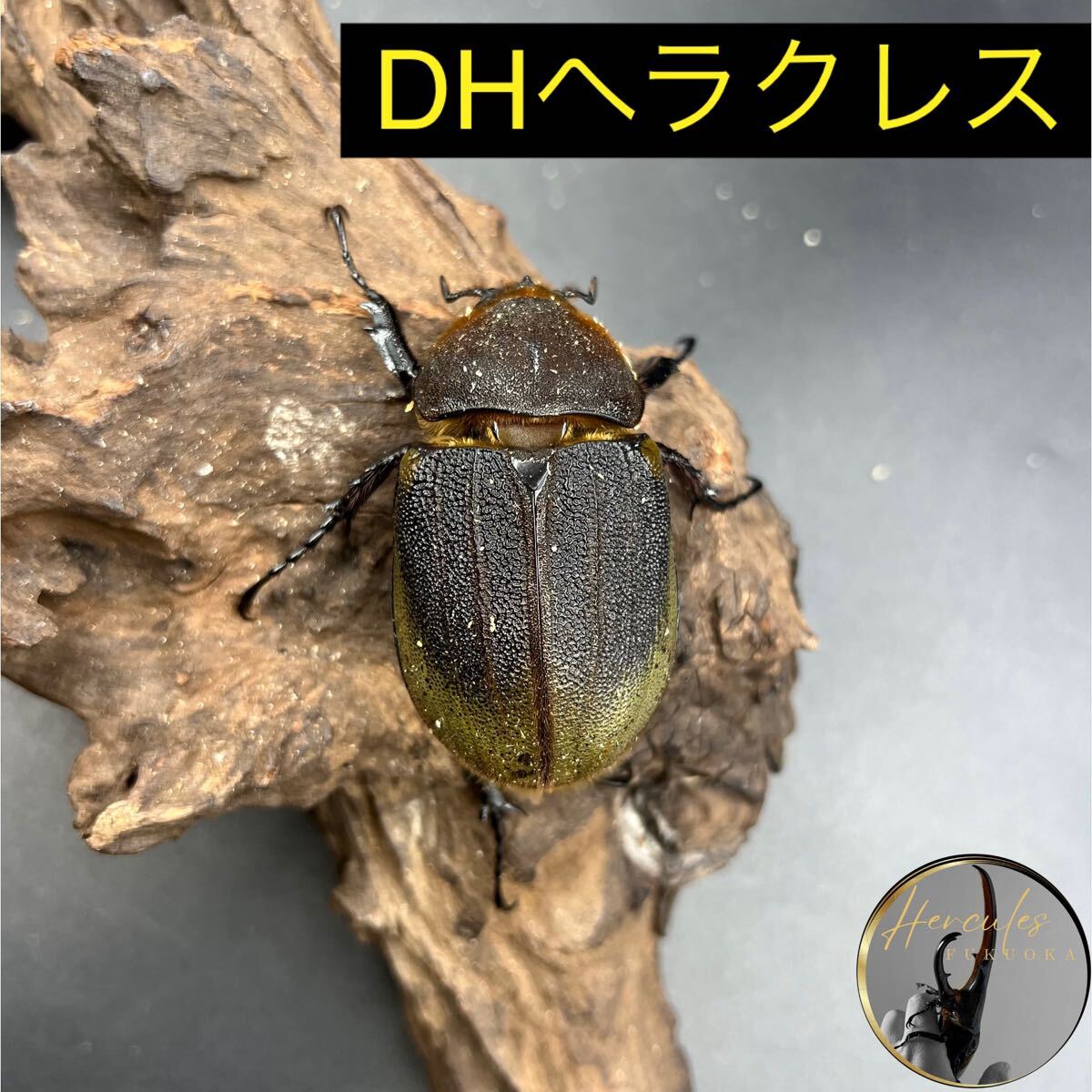 Yahoo!オークション - 良血血統【新成虫】DHヘラクレス♀単68mm ヘラク...
