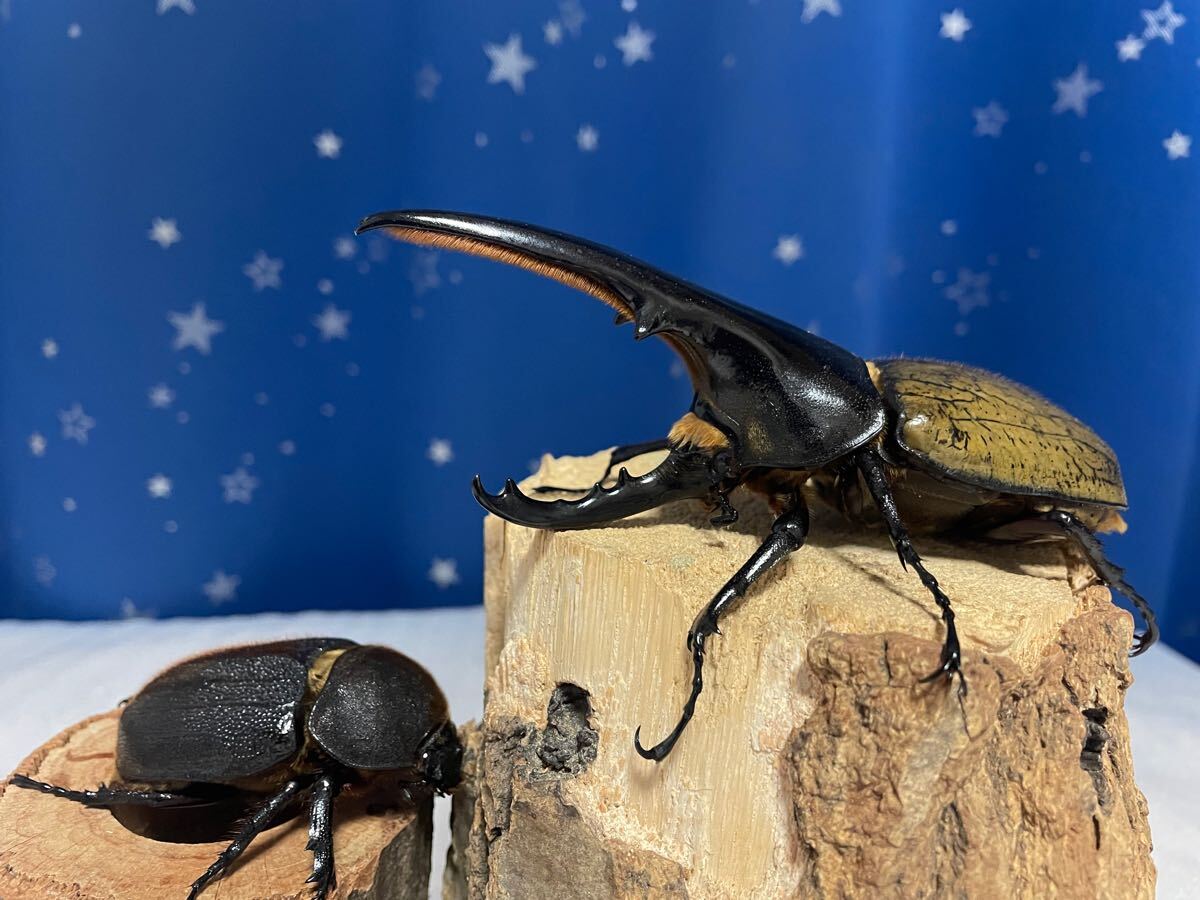 Yahoo!オークション - ヘラクレスヘラクレス新成虫ペア