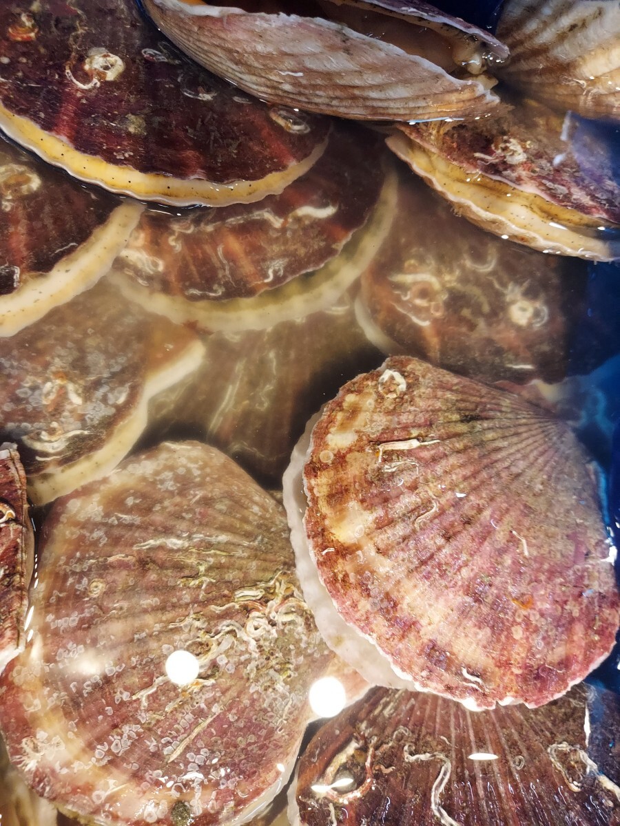 Yahoo!オークション - ホタテ中10cm 5枚セット350円即決