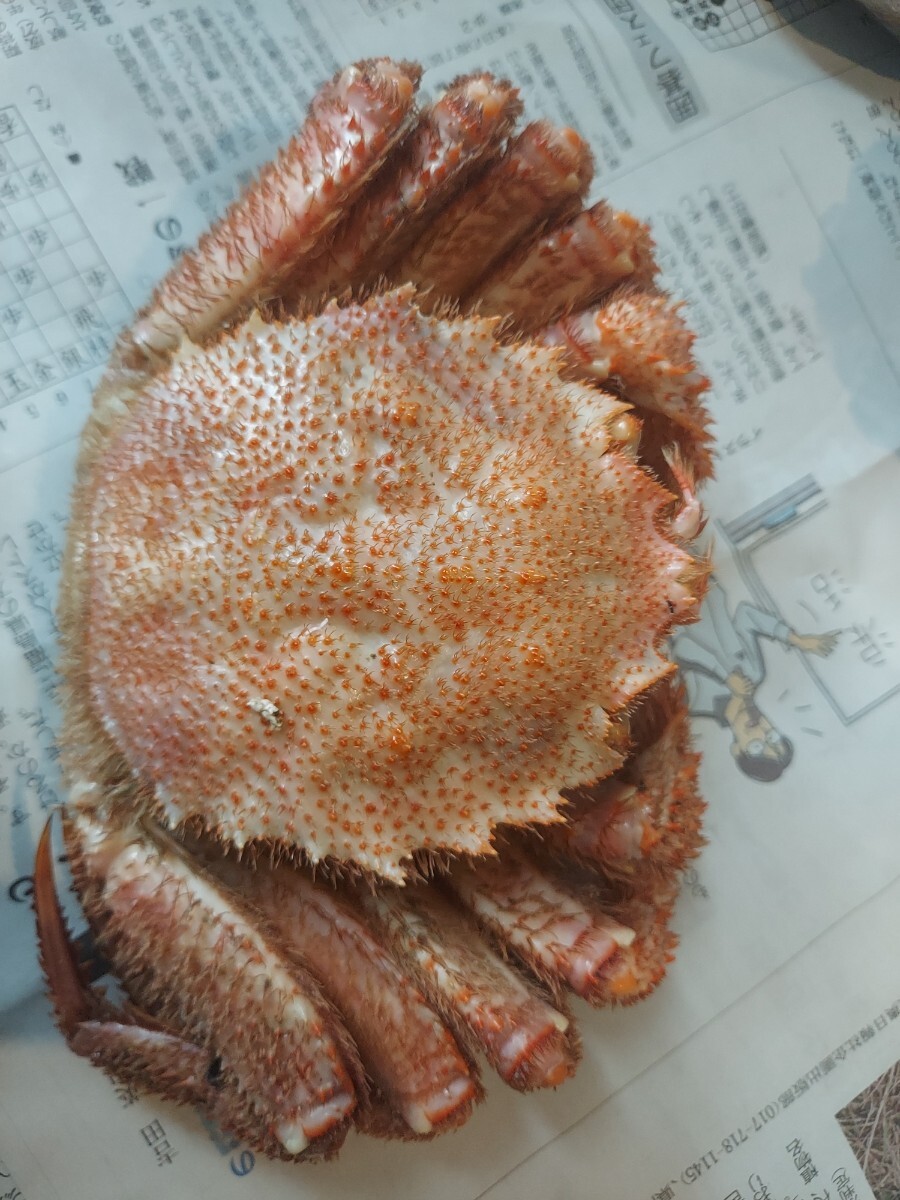 Yahoo!オークション - 正月特売 毛がに220~250g位1匹980円即決