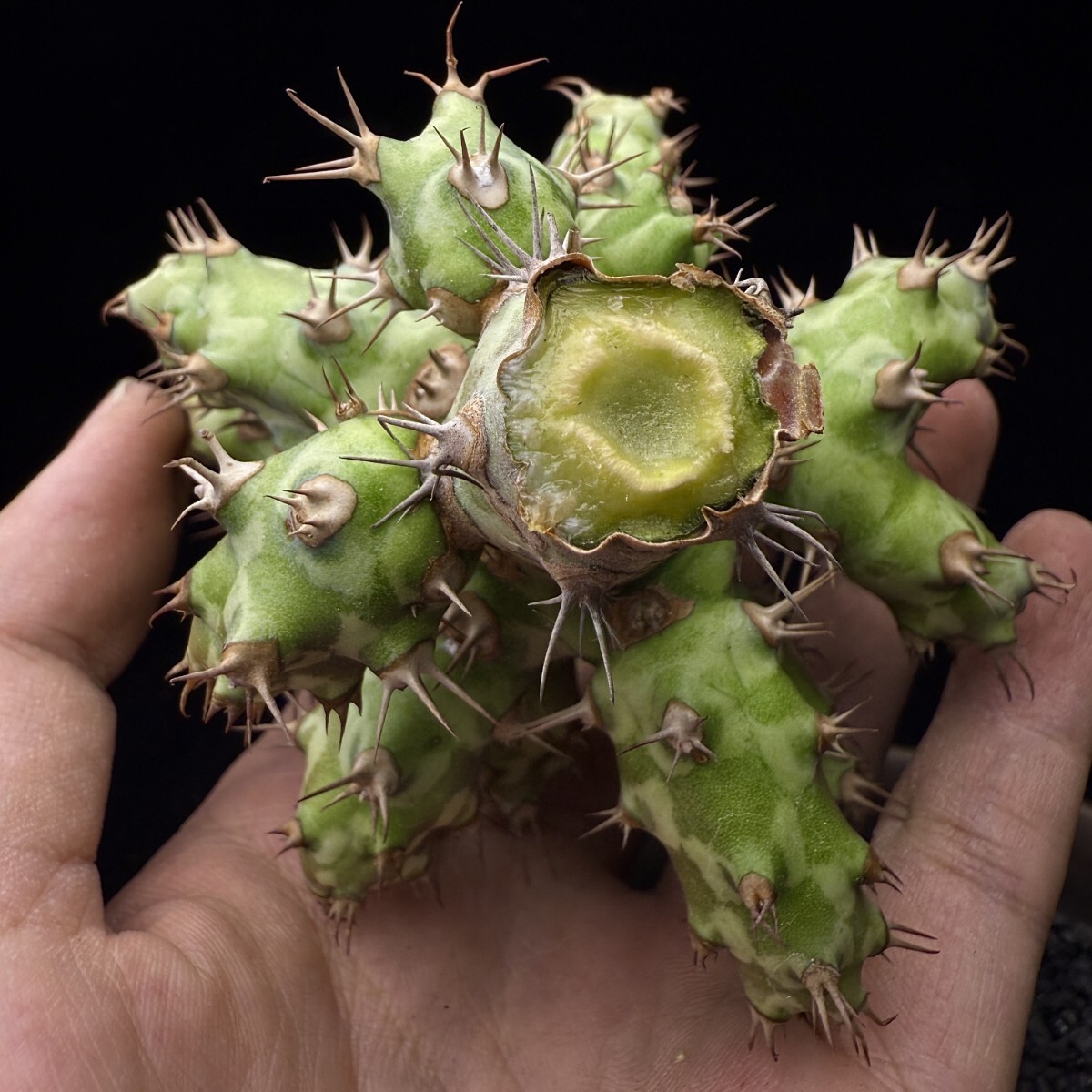 Yahoo!オークション - 86B 選抜株 ユーフォルビア ホルウーディ Euphor...