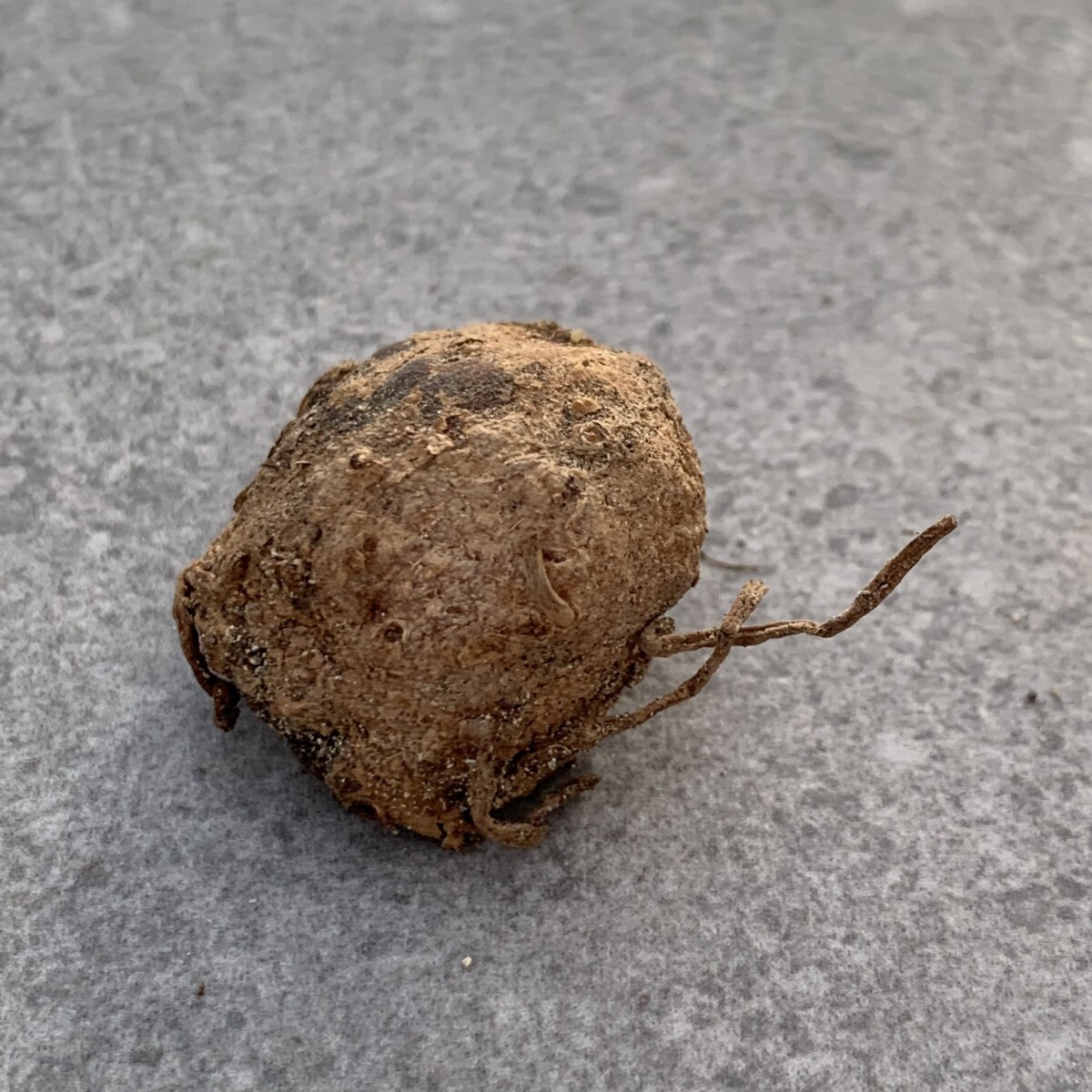 Yahoo!オークション - N337エリオスペルマム・ケルビコルネ eriospermu...