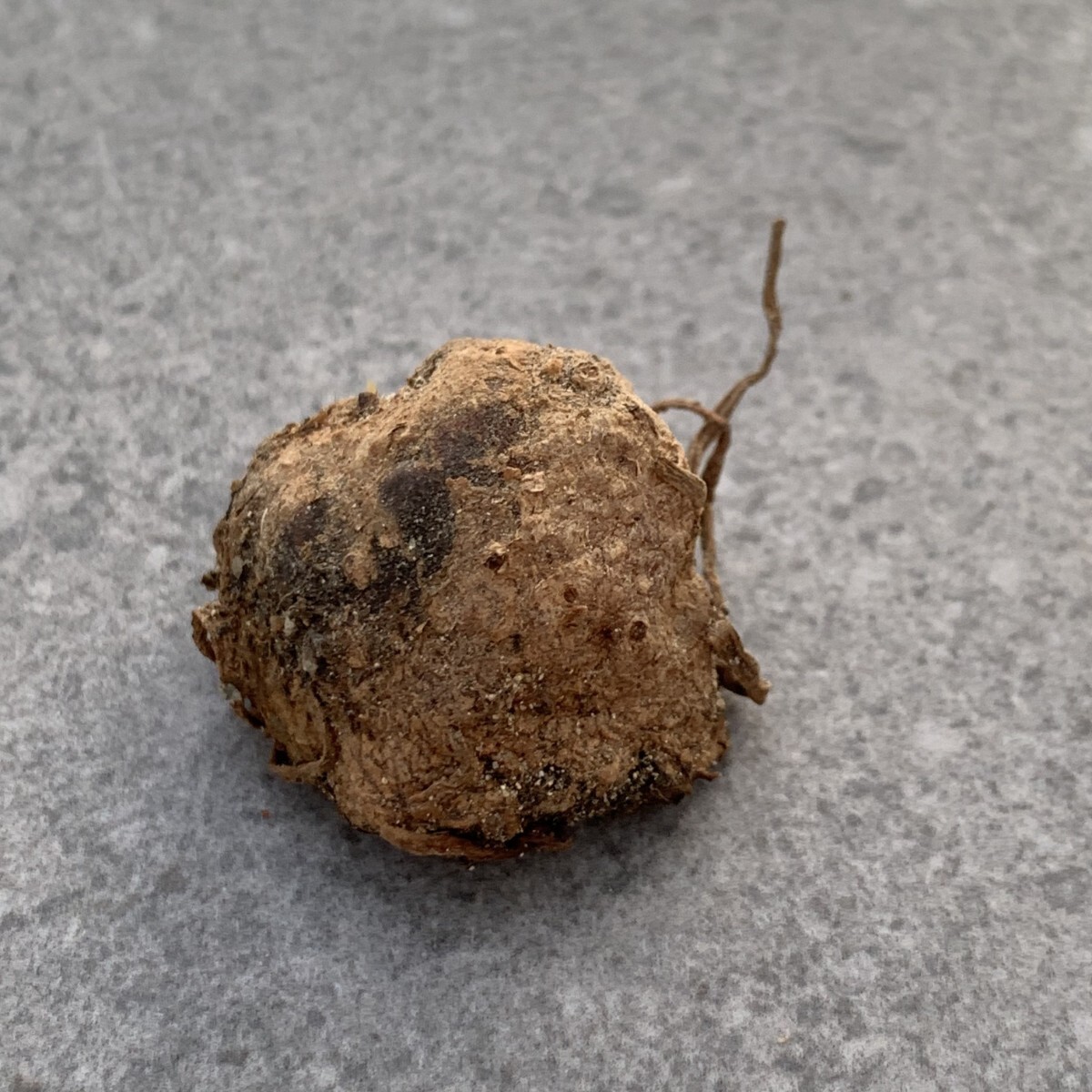 Yahoo!オークション - N337エリオスペルマム・ケルビコルネ eriospermu...