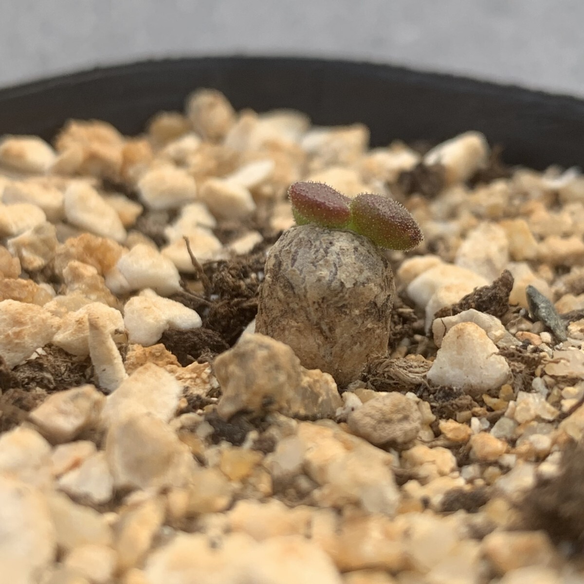 Yahoo!オークション - N738 サボテン・多肉植物 チレコドン・プシルス ...