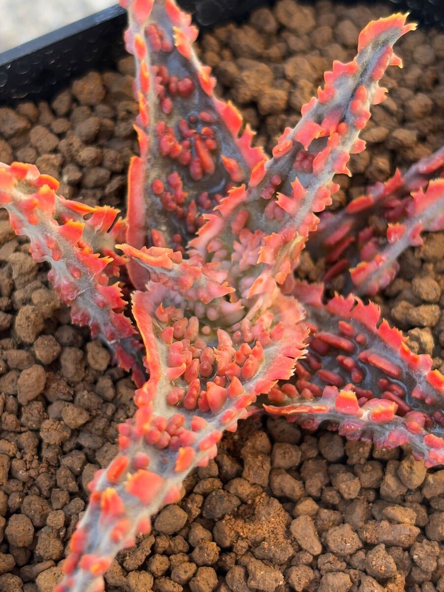 Yahoo!オークション - タグ付 ALOE TCT hybrid Lava ラヴァ アロエ ハ...