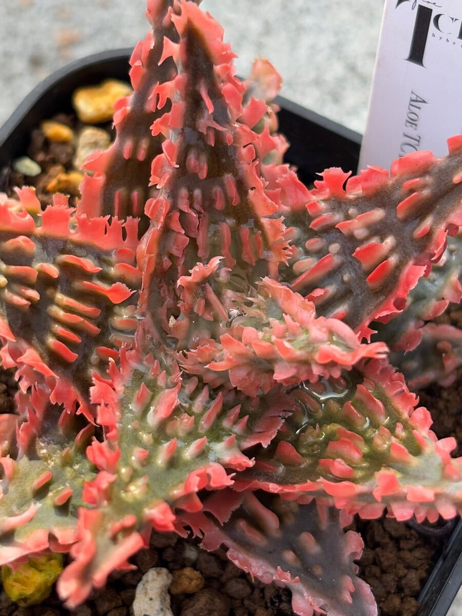 Yahoo!オークション - タグ付き Aloe TCT hybrid アロエ ハイブリッド ...