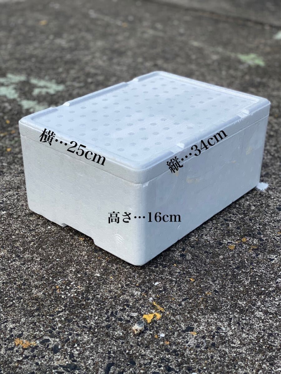 Yahoo!オークション - 玄界灘産のサザエ3kg(25~30個)