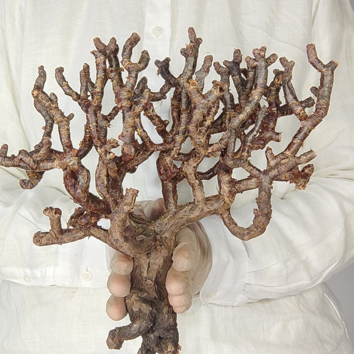 Yahoo!オークション - 【直輸入】ミラビレ C089 ペラルゴニウム・ミラ...