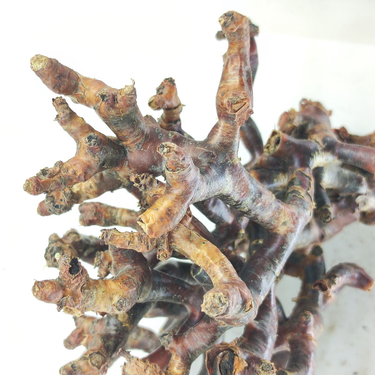 Yahoo!オークション - 【直輸入】ミラビレ C133 ペラルゴニウム・ミラ...