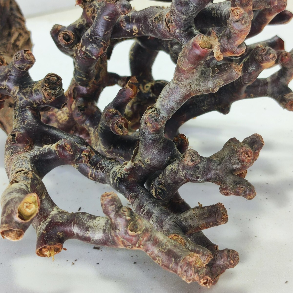 Yahoo!オークション - 【直輸入】ミラビレ C179 ペラルゴニウム・ミラ...