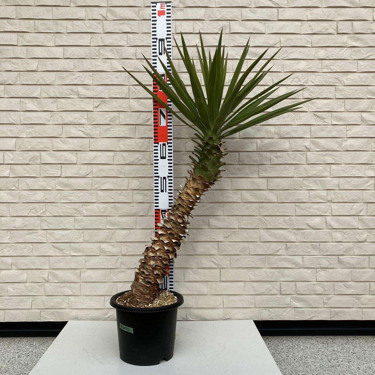 Yahoo!オークション - 【#2492】ユッカ・アロイフォリア センジュラン