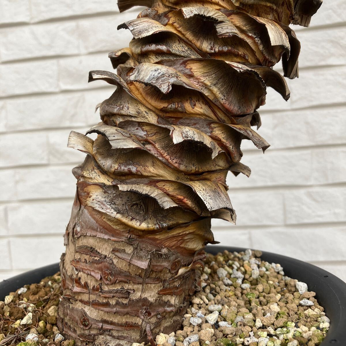 Yahoo!オークション - 【#2492】ユッカ・アロイフォリア センジュラン