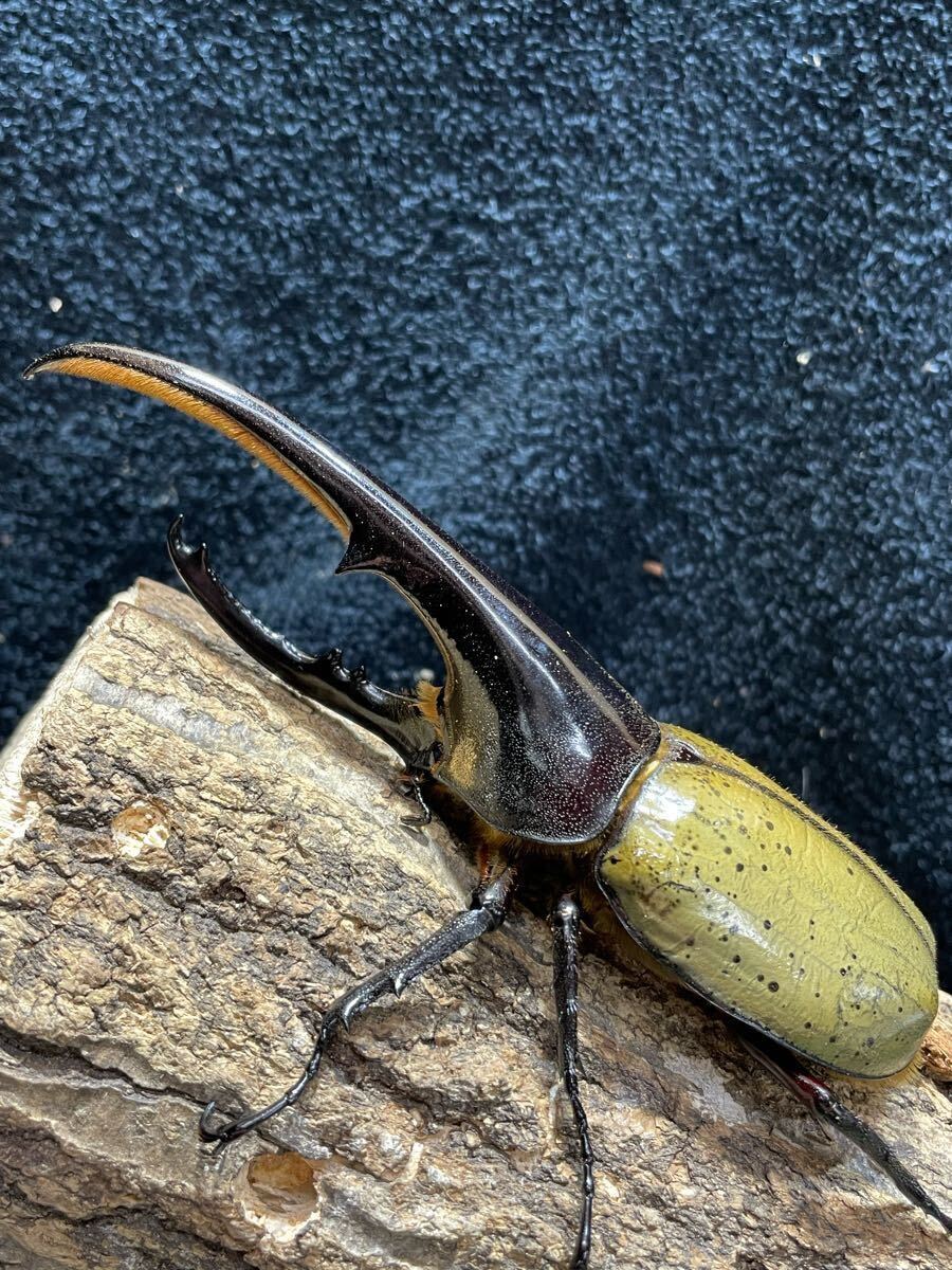 Yahoo!オークション - [ととファーム] DH ヘラクレス 成虫ペア ♂147mm...