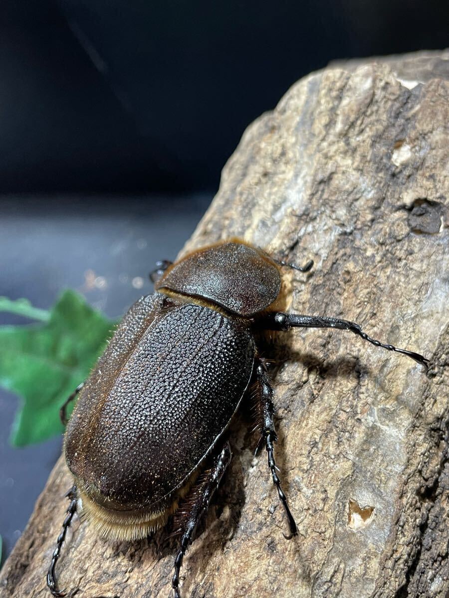 Yahoo!オークション - [ととファーム] DH ヘラクレス 成虫ペア ♂147mm...