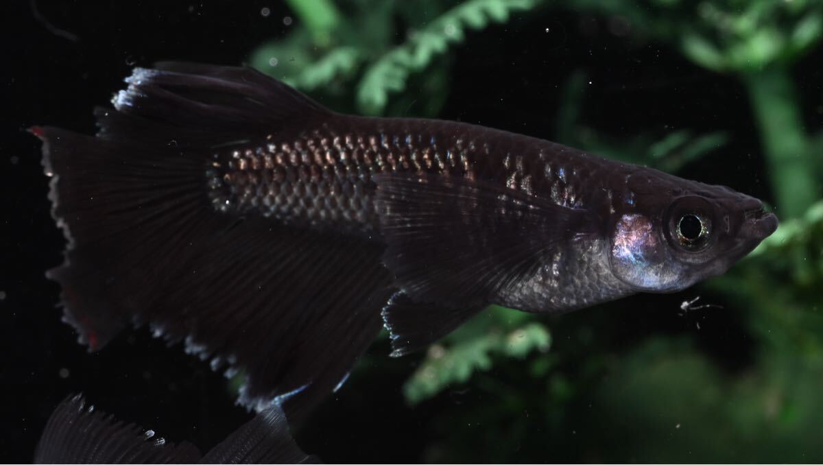 Yahoo!オークション - 【ライトニング】現物 極上②アルティマニア黒閃...