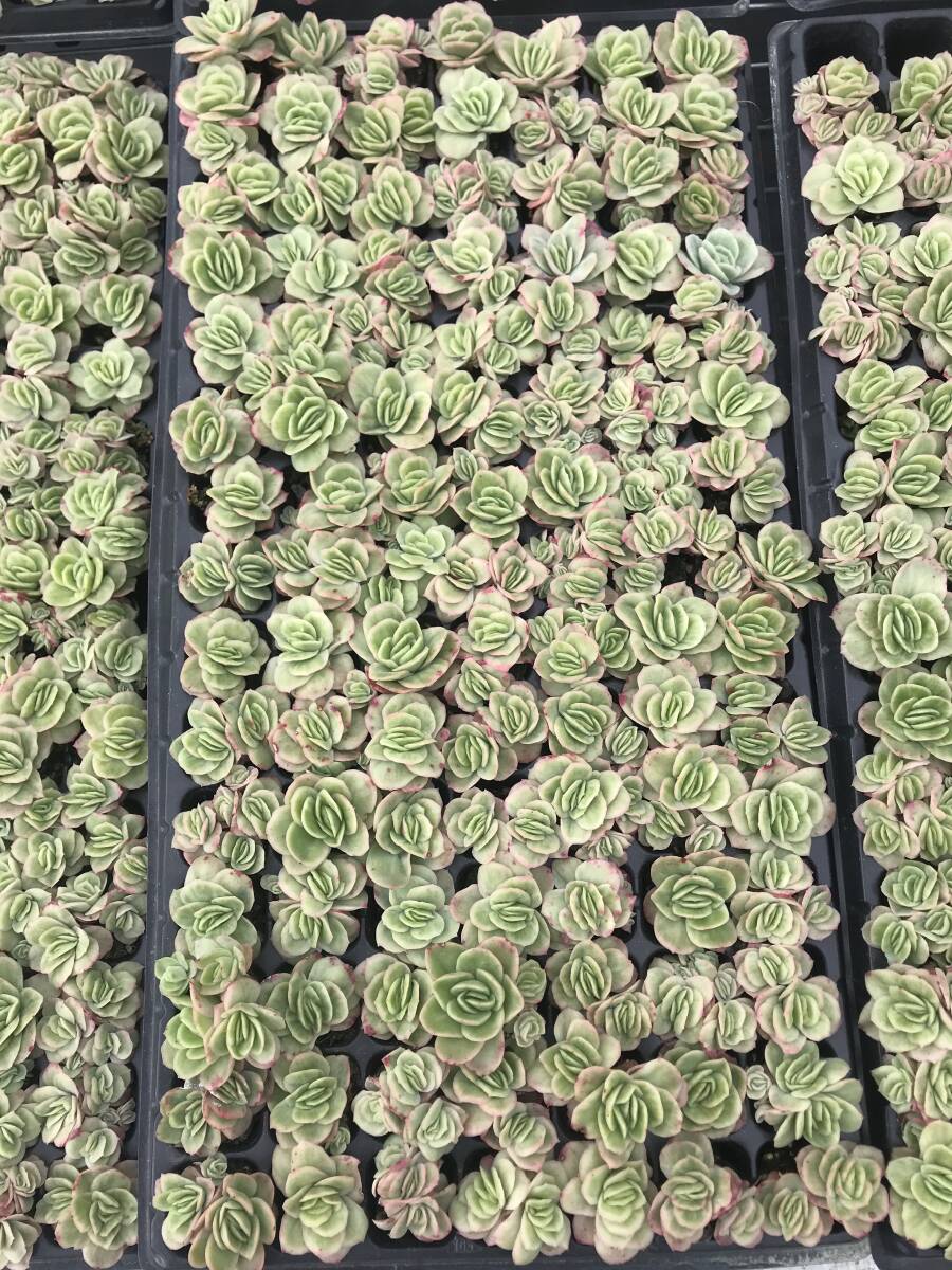 Yahoo!オークション - 105株 O12-1多肉植物 エケベリア アイスローズ ...