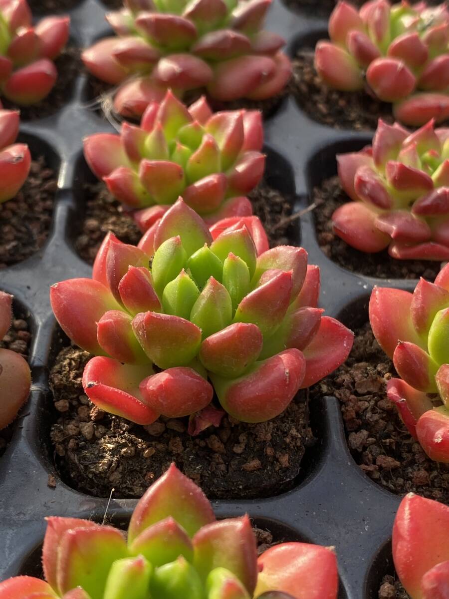 Yahoo!オークション - 72株 O92-1多肉植物 エケベリア ティア サボテン...