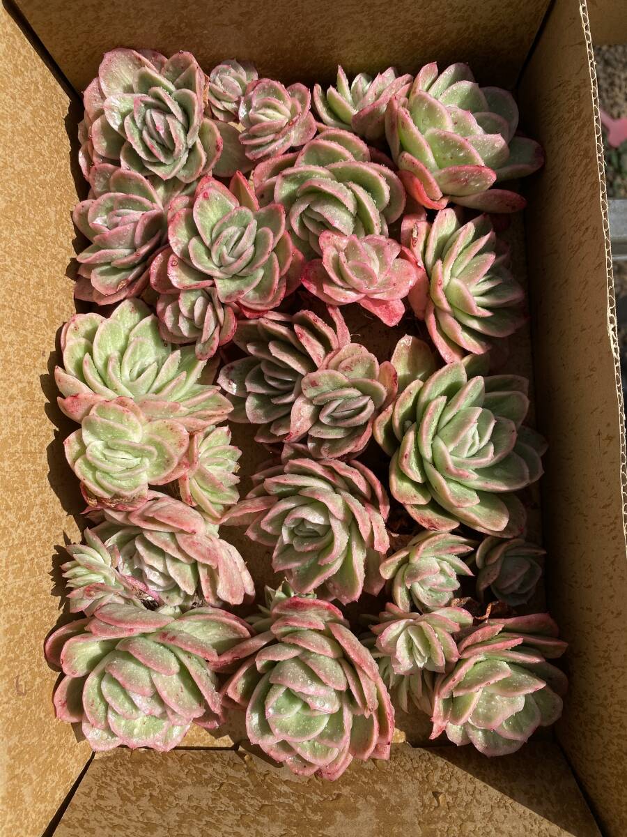 Yahoo!オークション - Y564-1 アイスバラ 14苗セット 抜き苗 多肉植物 ...