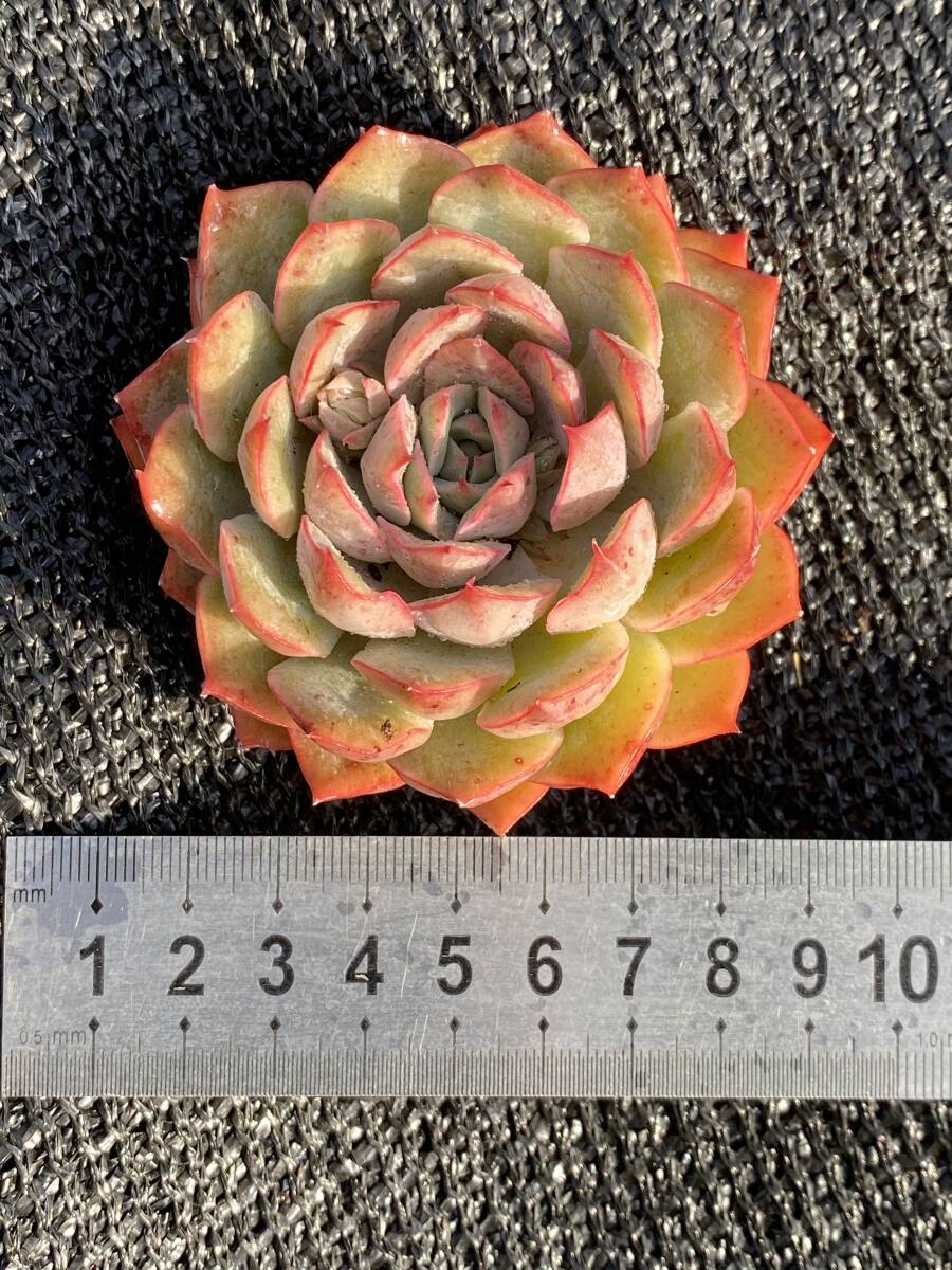 Yahoo!オークション - 20株 B521-2 エケベリア 韓国苗 サボテン 多肉植...