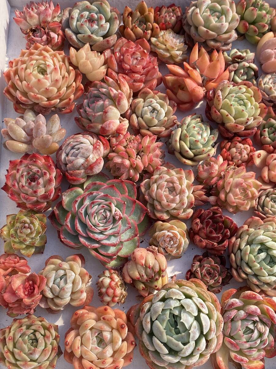 Yahoo!オークション - 70株 B402-12 エケベリア カット苗 韓国苗 サボ...