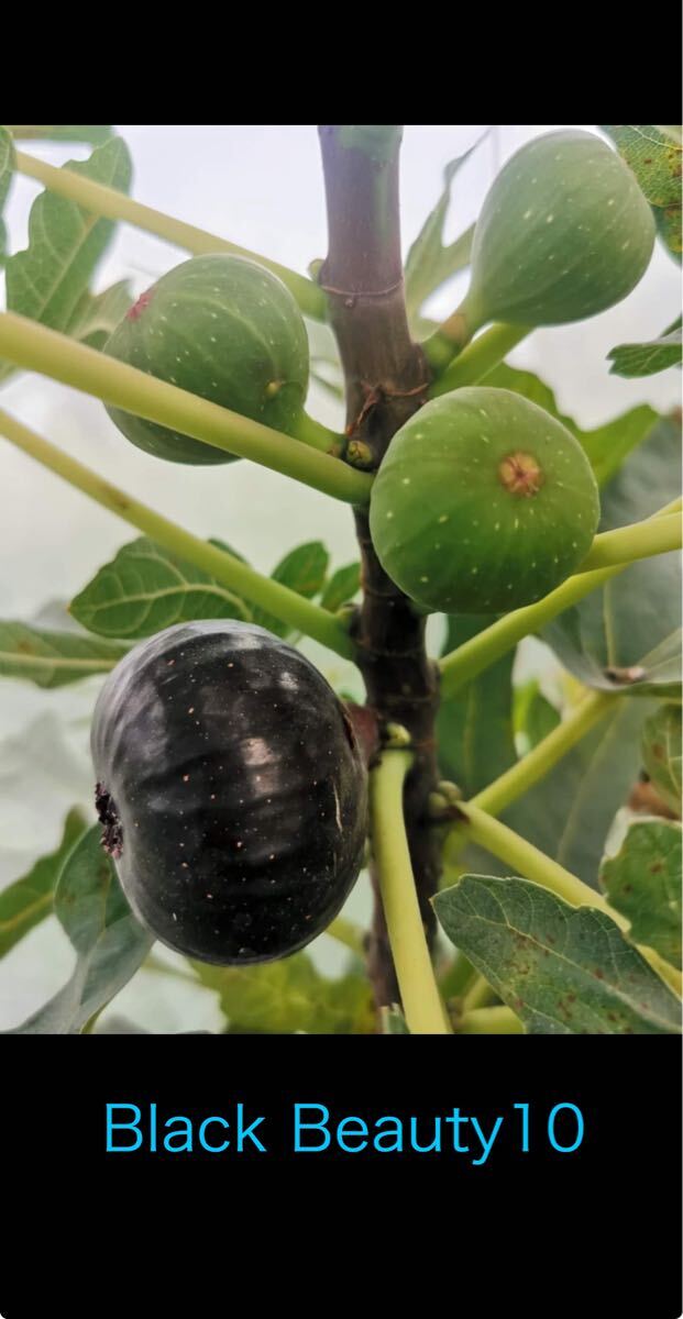 Yahoo!オークション - Black Beauty 10 いちじく 穂木
