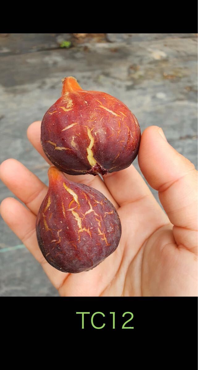Yahoo!オークション - いちじく 苗 TC12 ⑦