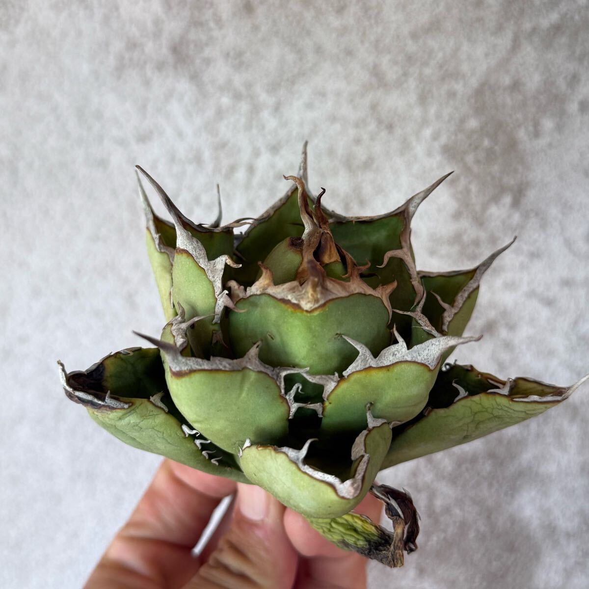 Yahoo!オークション - 2 Agave titanota Fo076 アガベ チタノタ fo076 ...