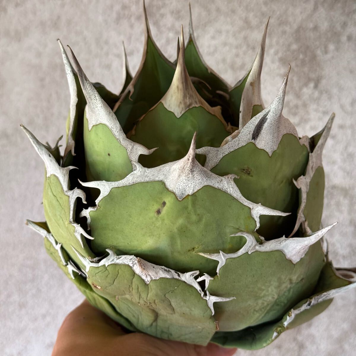 Yahoo!オークション - 25 Agave titanota Bone spineアガベ チタノタ ...