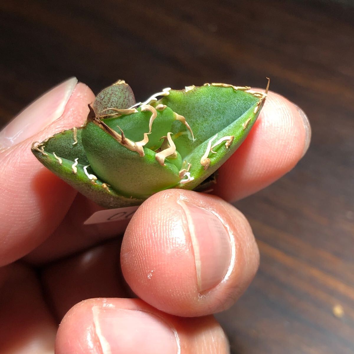 Yahoo!オークション - 【0104】アガベ チタノタ コック Agave Titanota...