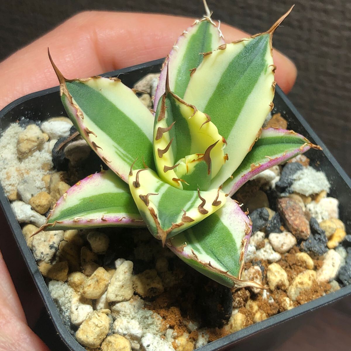 Yahoo!オークション - 【0110】アガベ チタノタ スナグルトゥース Agav...