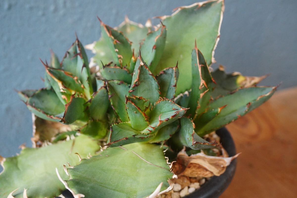 Yahoo!オークション - FO-222 (子株5個)AGAVE TITANOTA アガベ チタノ...