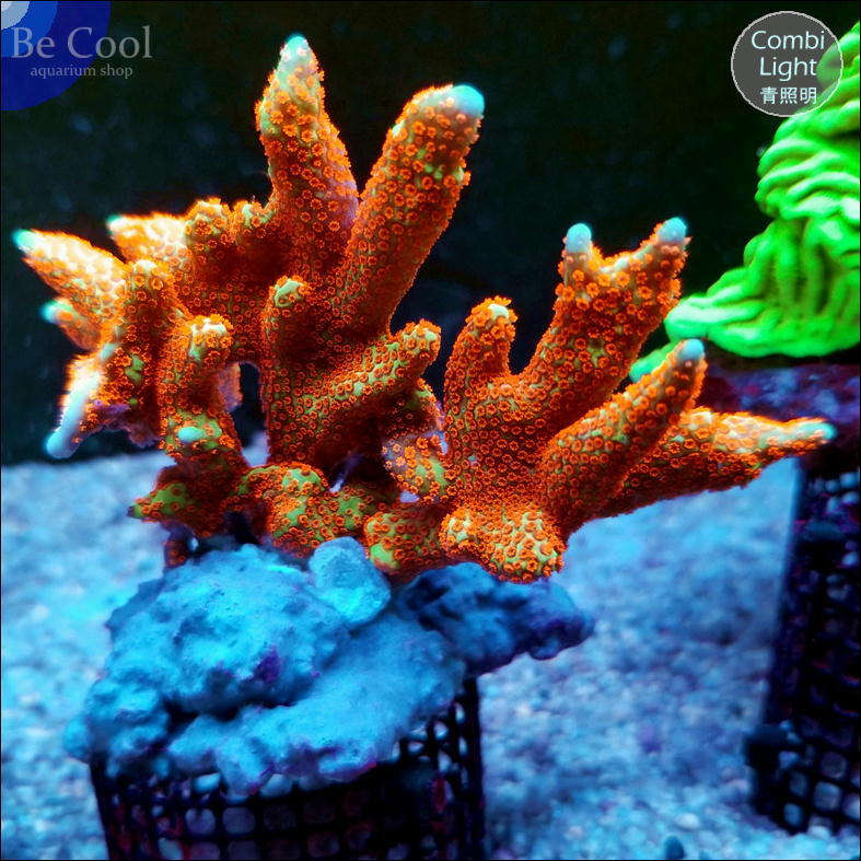 Yahoo!オークション - H46 エダコモンサンゴ（8cm前後）