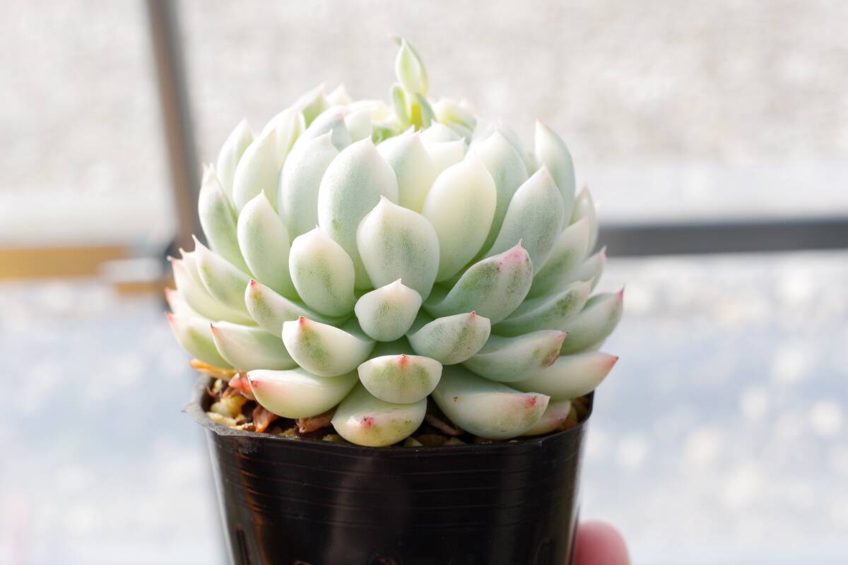 Yahoo!オークション - 【レア種】エケベリア バニラエレガンス錦 Echev...